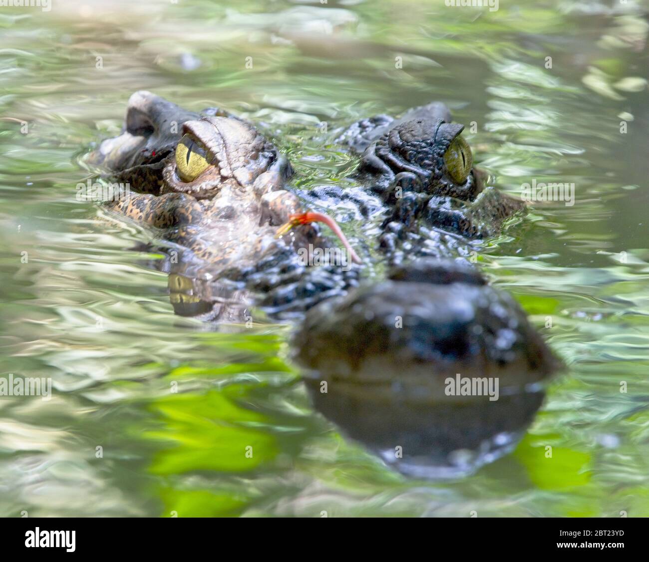Künstlerische Reflexionen und eine Nahaufnahme der Augen eines ...