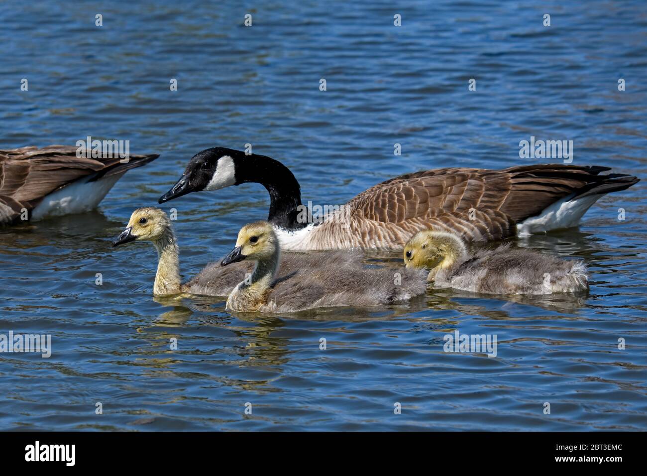 Mutter Kanadas Gans mit Gänsen. Es ist eine große Wildgans mit ...