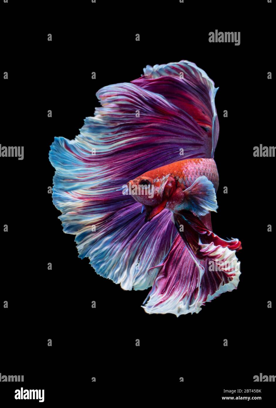 Kampffisch in lila -Fotos und -Bildmaterial in hoher Auflösung – Alamy