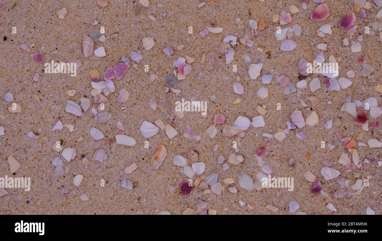 Muscheln bedecken am strand -Fotos und -Bildmaterial in hoher Auflösung ...