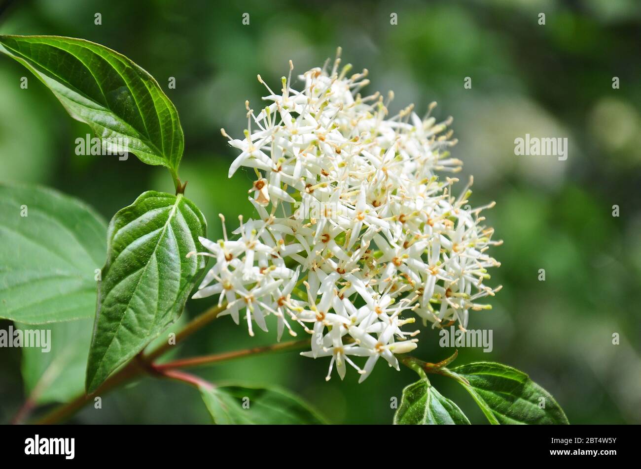 Cornus sanguinea botany -Fotos und -Bildmaterial in hoher Auflösung – Alamy