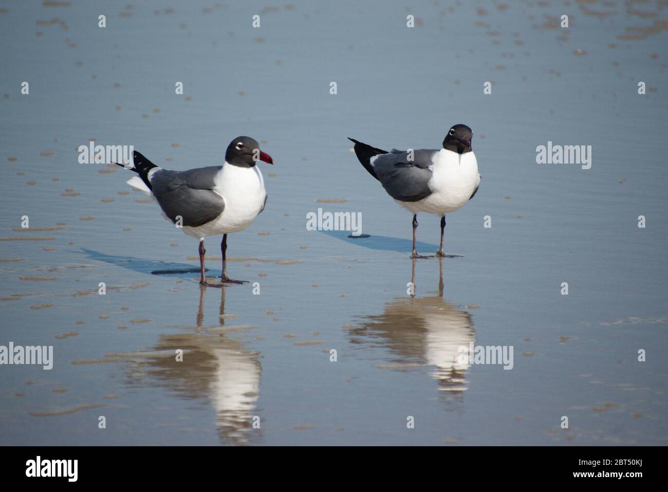 Seeschwalben am strand -Fotos und -Bildmaterial in hoher Auflösung – Alamy