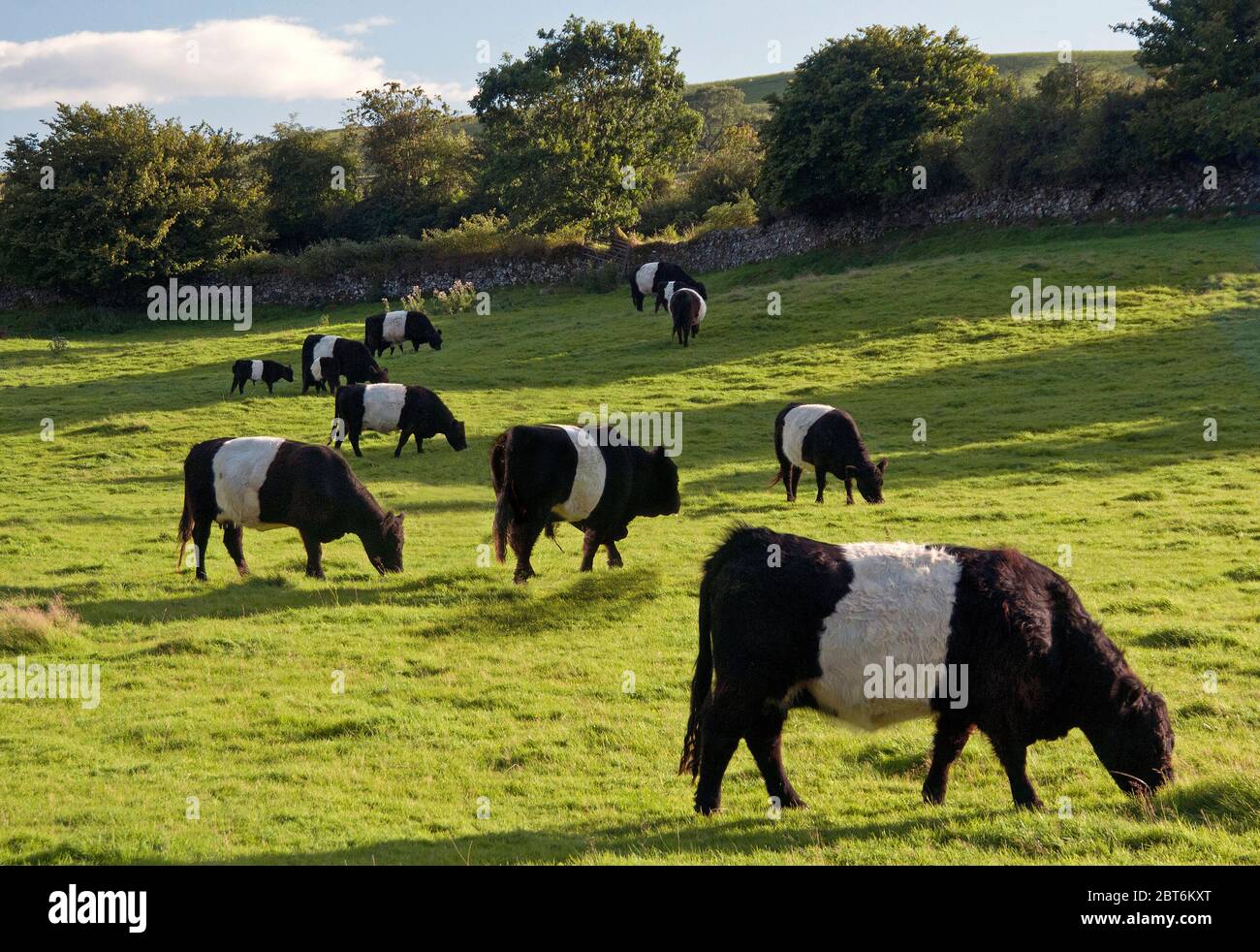 Galloway cattle scotland -Fotos und -Bildmaterial in hoher Auflösung ...