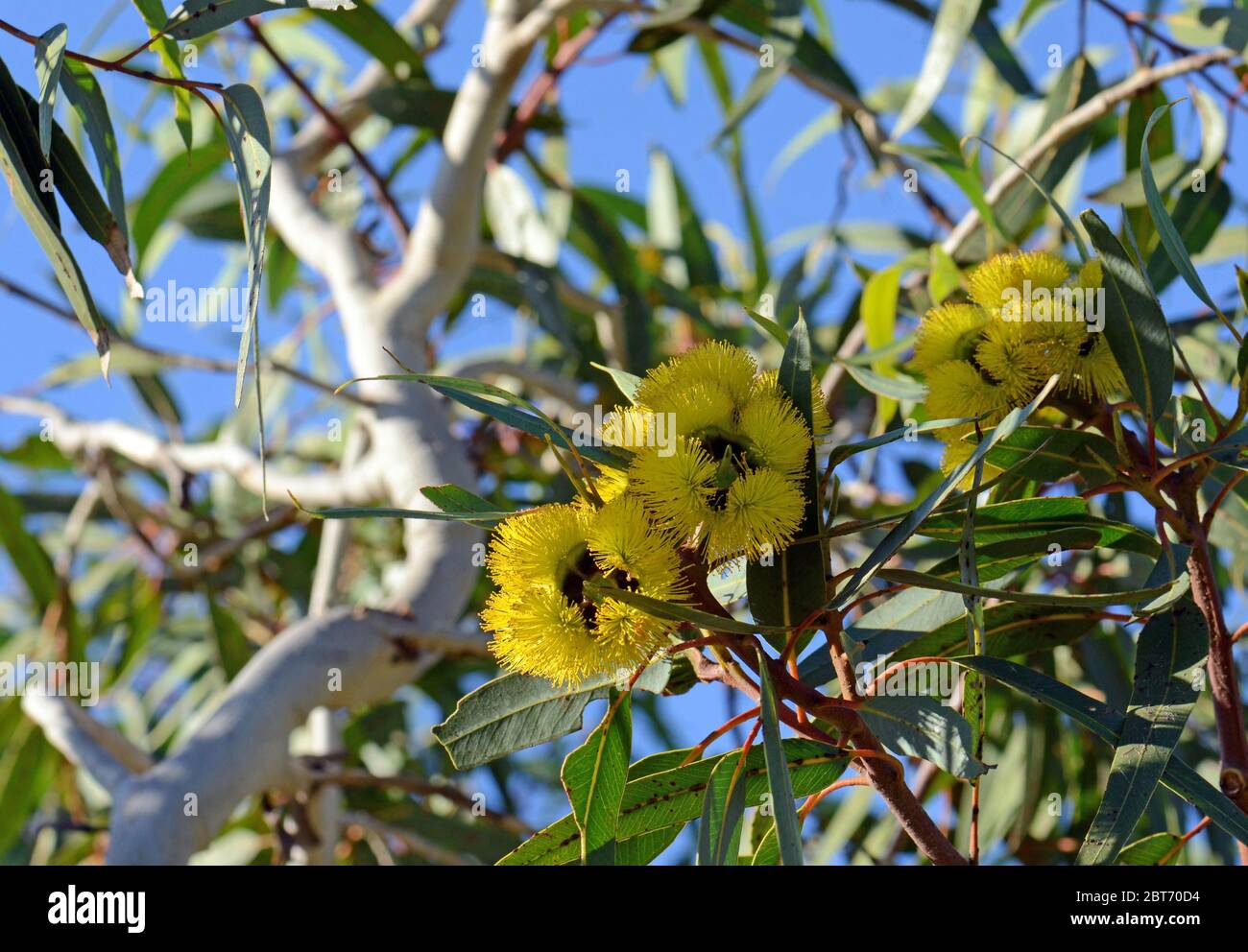 Helm nussgummi -Fotos und -Bildmaterial in hoher Auflösung – Alamy
