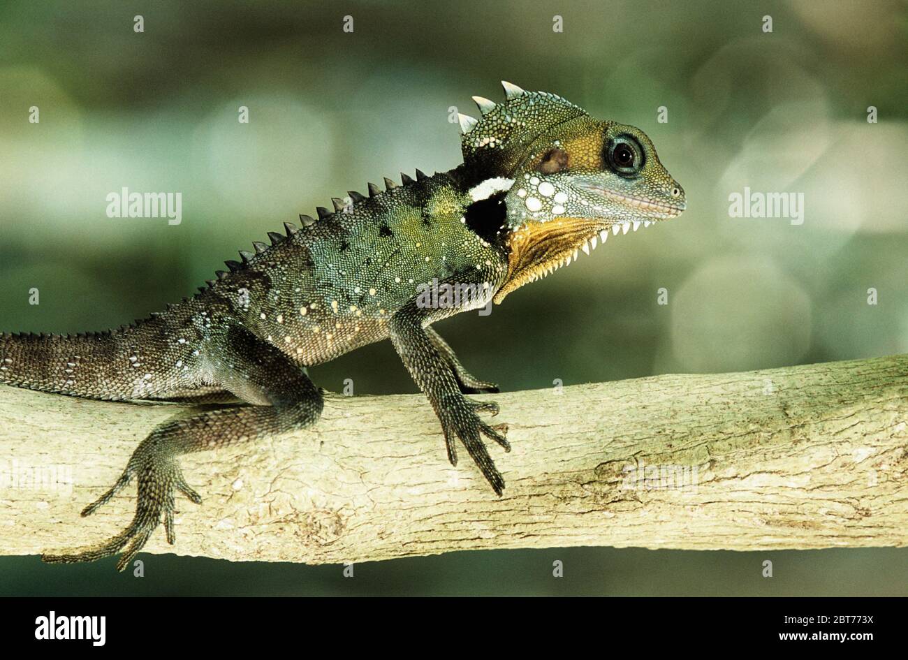 Tokay gecko gekko gecko in -Fotos und -Bildmaterial in hoher Auflösung ...