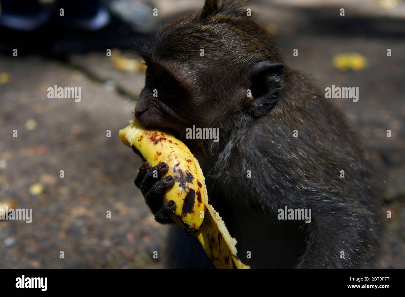 Affe, der banane isst -Fotos und -Bildmaterial in hoher Auflösung – Alamy