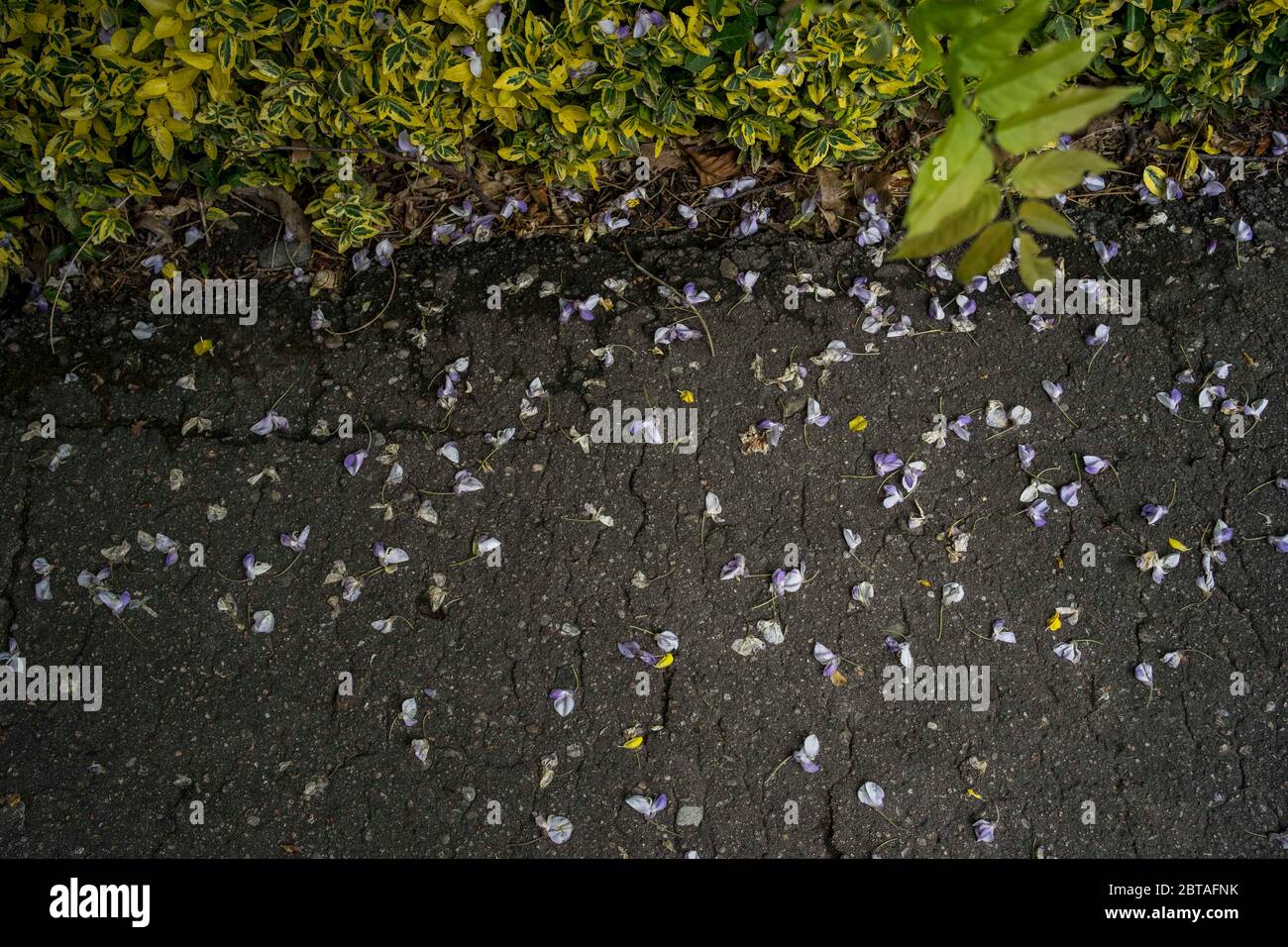 Posen, Wielkopolska, Polen. Mai 2020. Die Blüten und Samen, die im ...