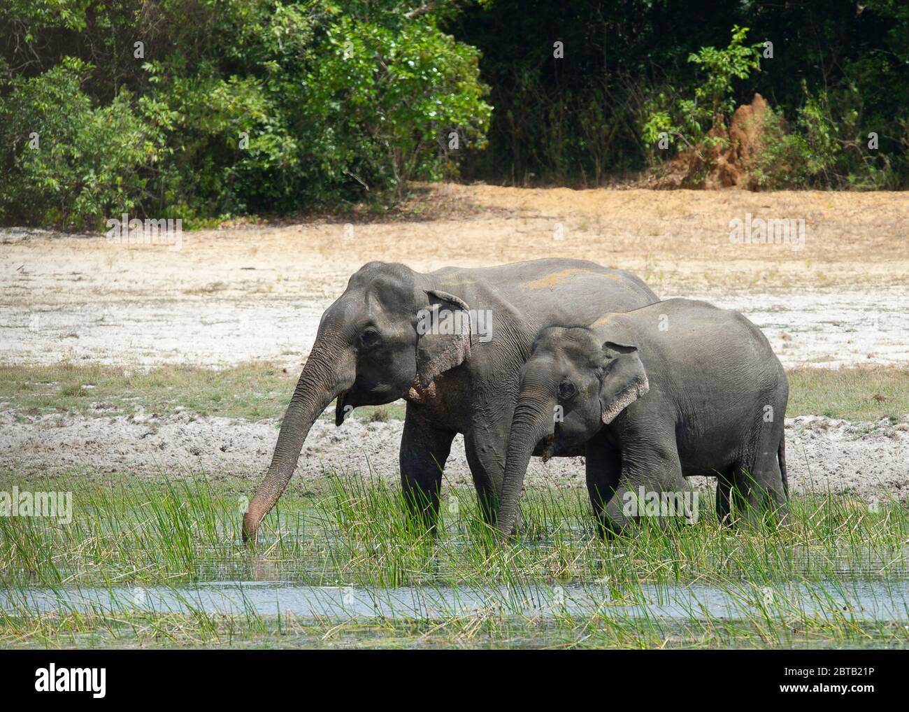 Junge elepnts -Fotos und -Bildmaterial in hoher Auflösung – Alamy