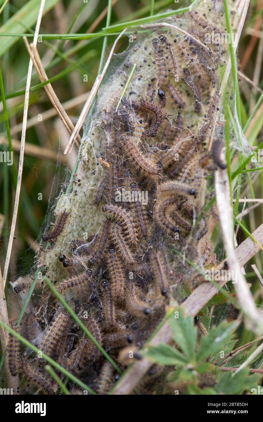 Masse der raupen -Fotos und -Bildmaterial in hoher Auflösung – Alamy