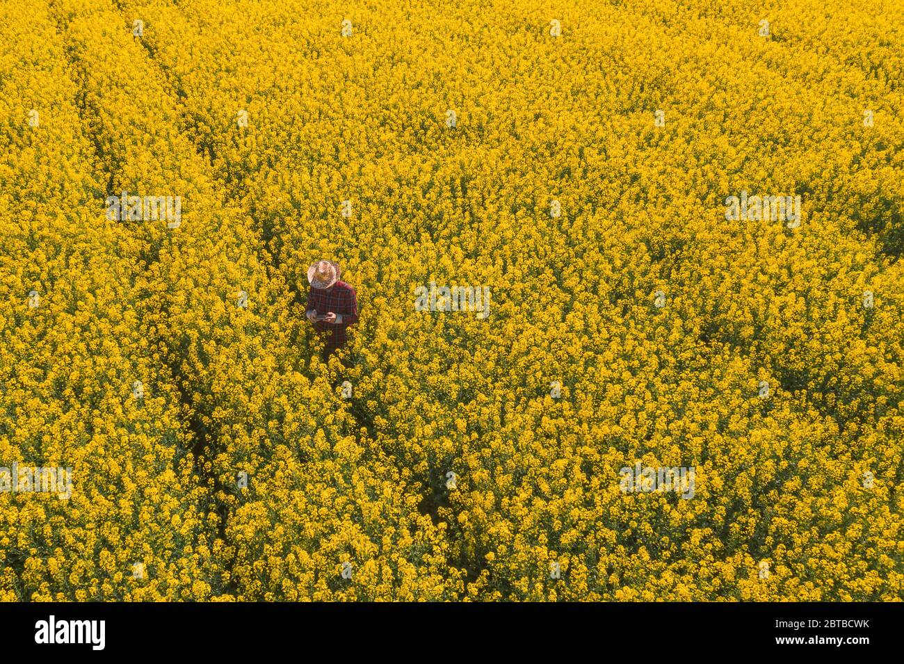 Luftaufnahme von Rapspflanze mit Drohne Fernbedienung auf blühenden ...
