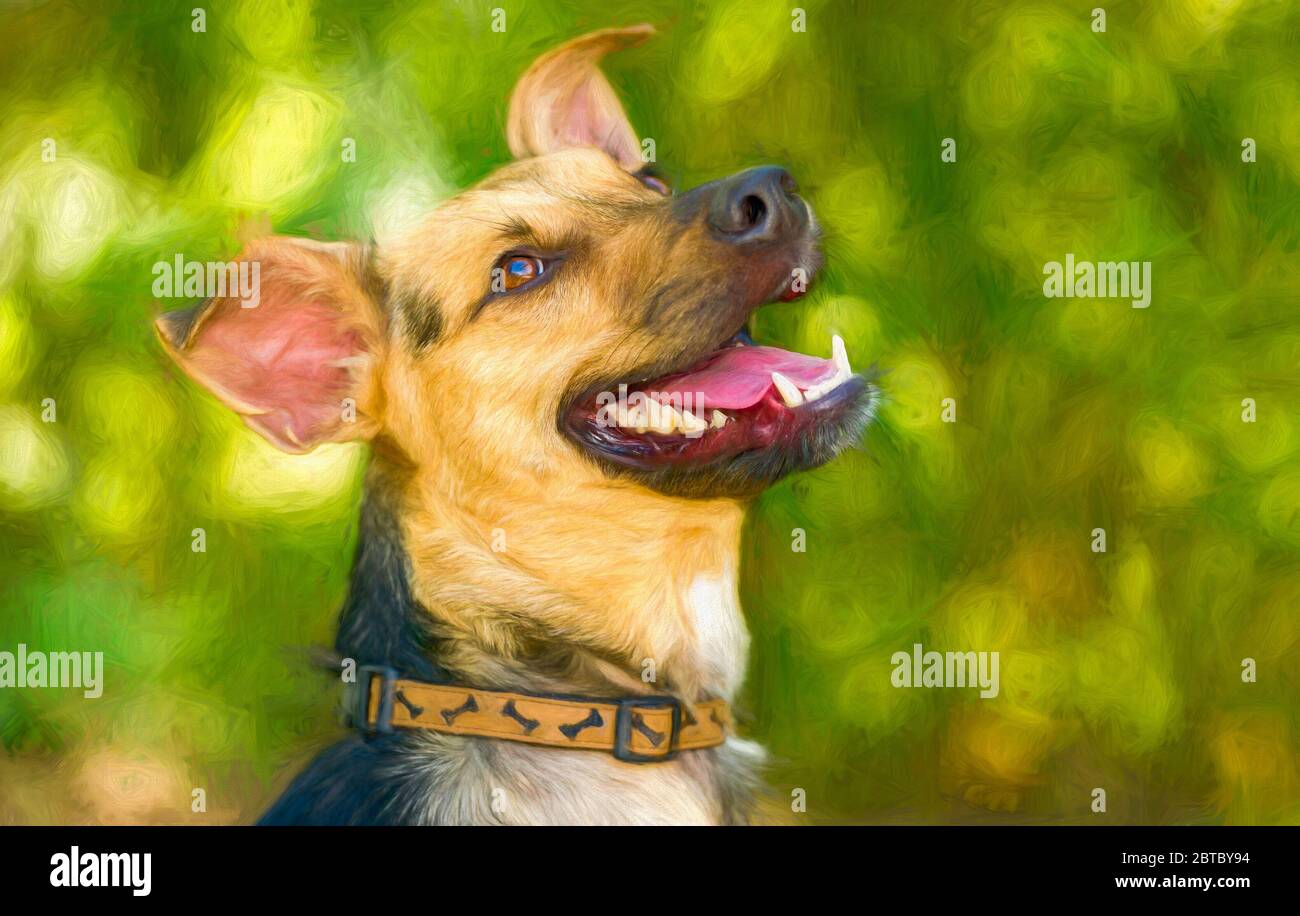 Ein deutscher Sheppard Hund ist im Freien glücklich mit Aufregung ...