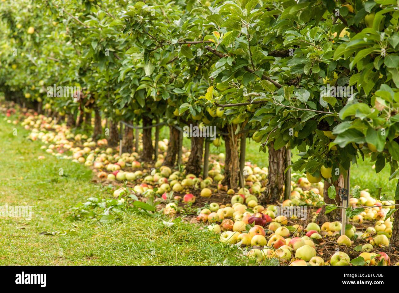 Winter bananenapfel -Fotos und -Bildmaterial in hoher Auflösung – Alamy