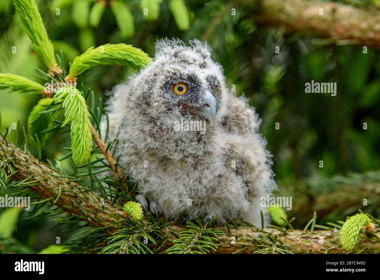 Eule baby -Fotos und -Bildmaterial in hoher Auflösung – Alamy