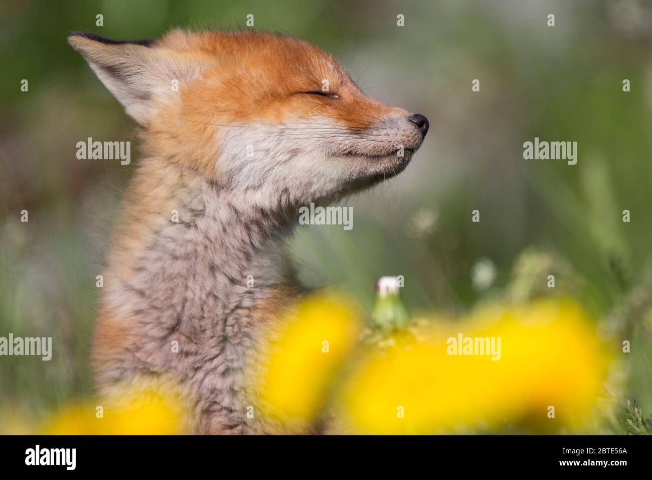 Junger fuchs sitzt auf einer wiese -Fotos und -Bildmaterial in hoher ...