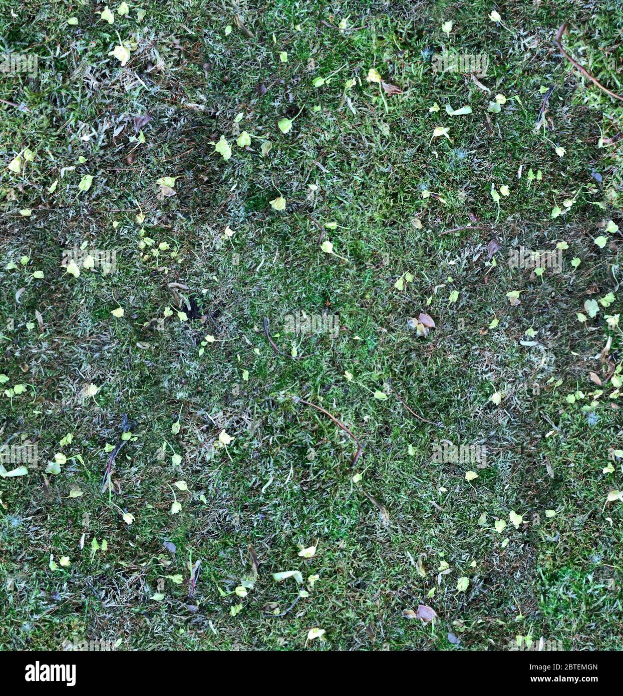 Moos Textur für Waldboden oder alten moosigen gefällten Baum - nahtlose ...