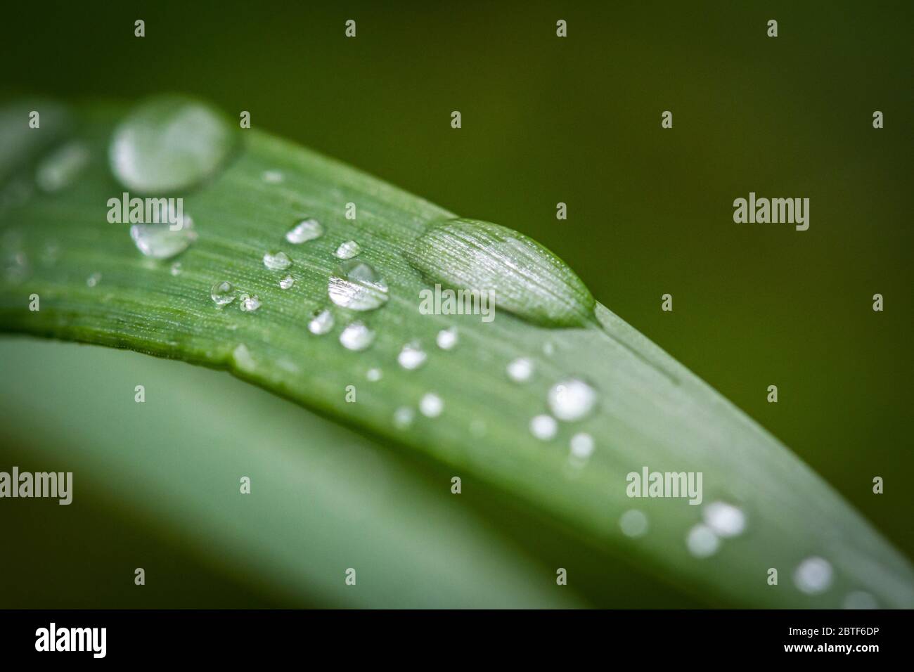 Makro regen -Fotos und -Bildmaterial in hoher Auflösung – Alamy