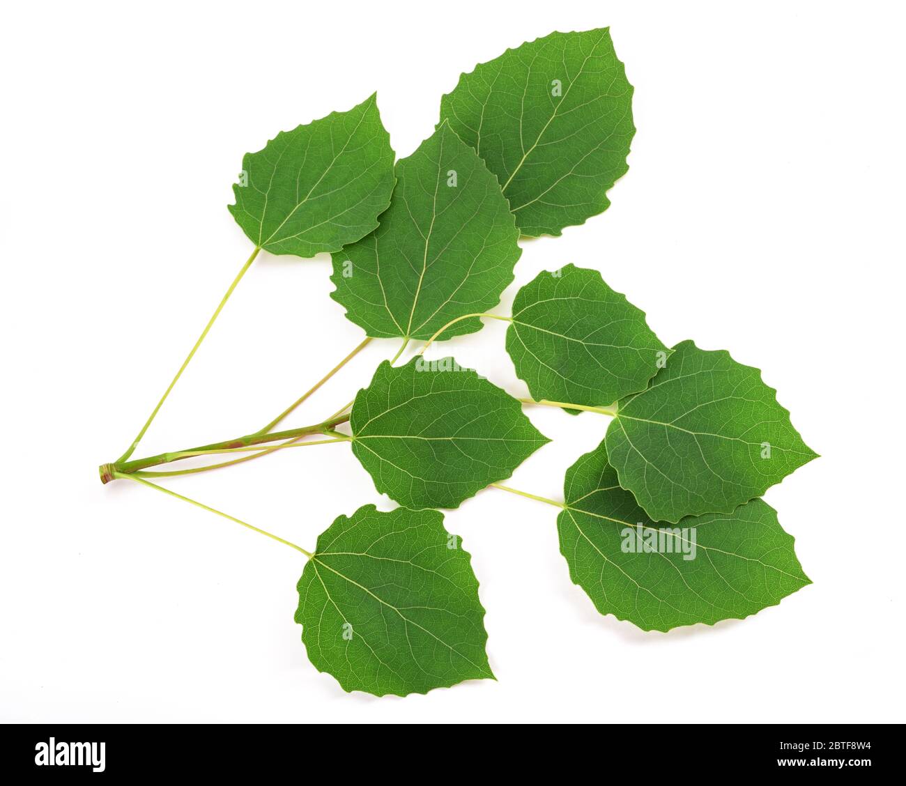 Espe oder pappel -Fotos und -Bildmaterial in hoher Auflösung – Alamy