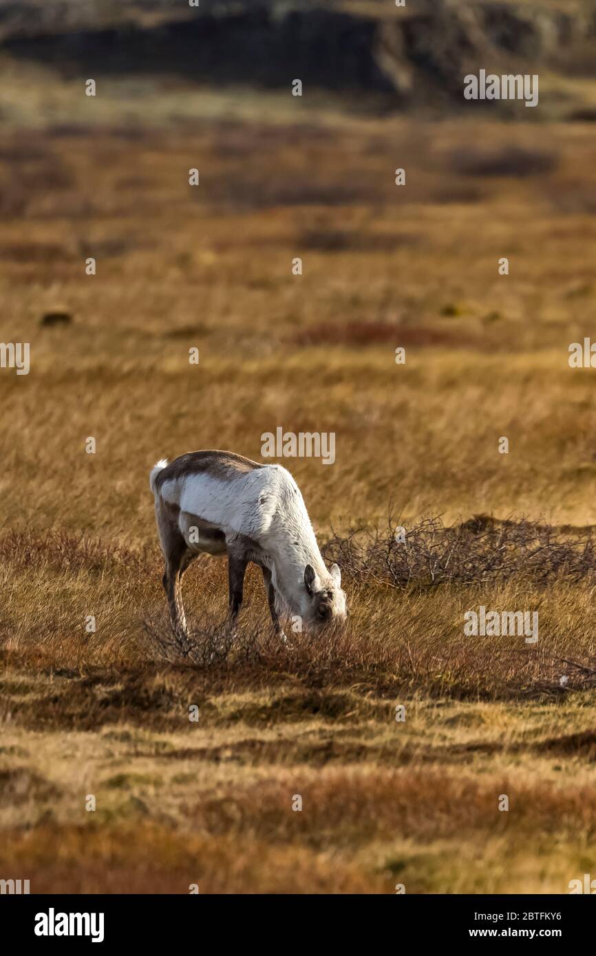Rangifer tarandous karibu -Fotos und -Bildmaterial in hoher Auflösung – Alamy