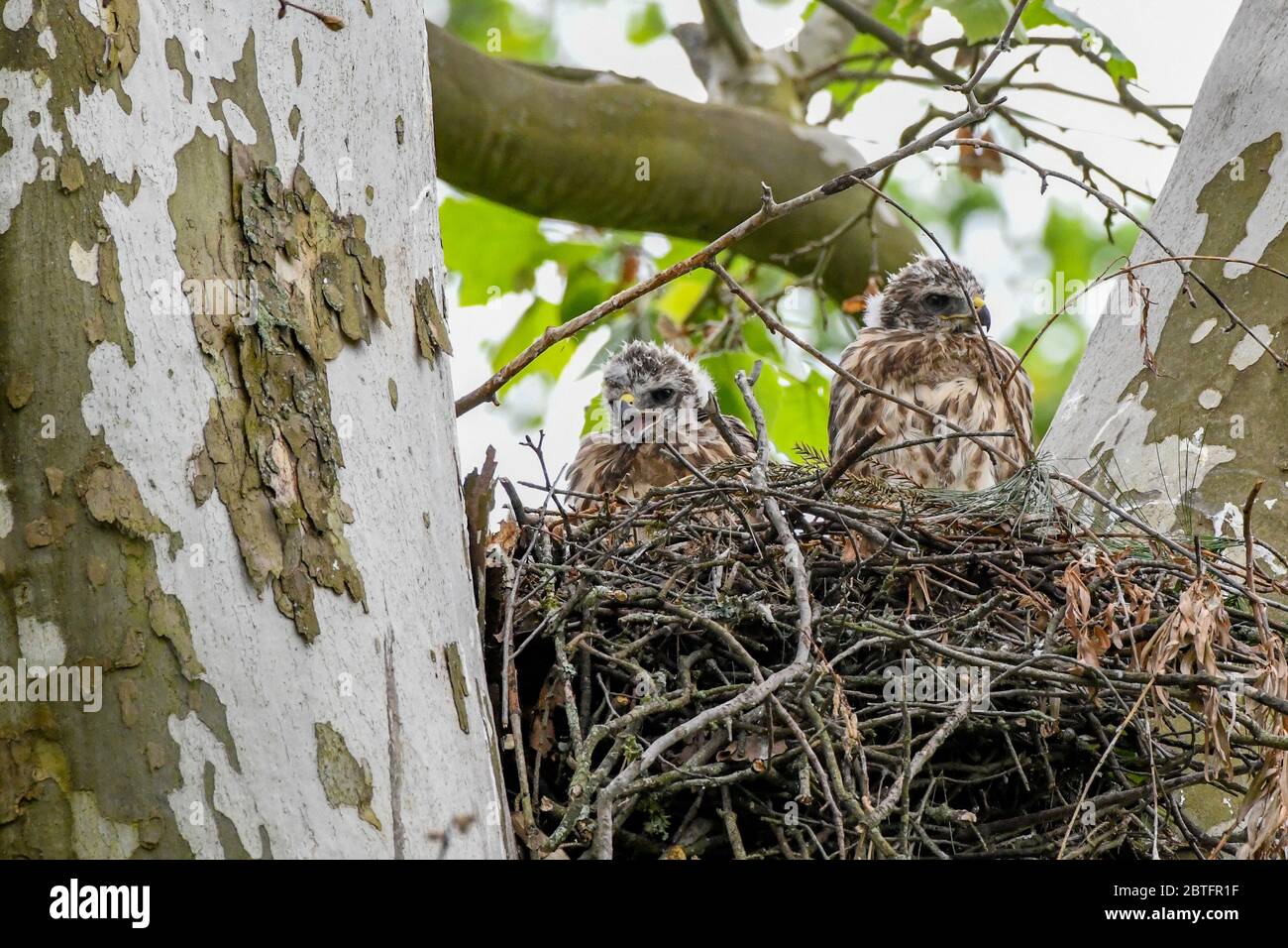 Baby falken -Fotos und -Bildmaterial in hoher Auflösung – Alamy