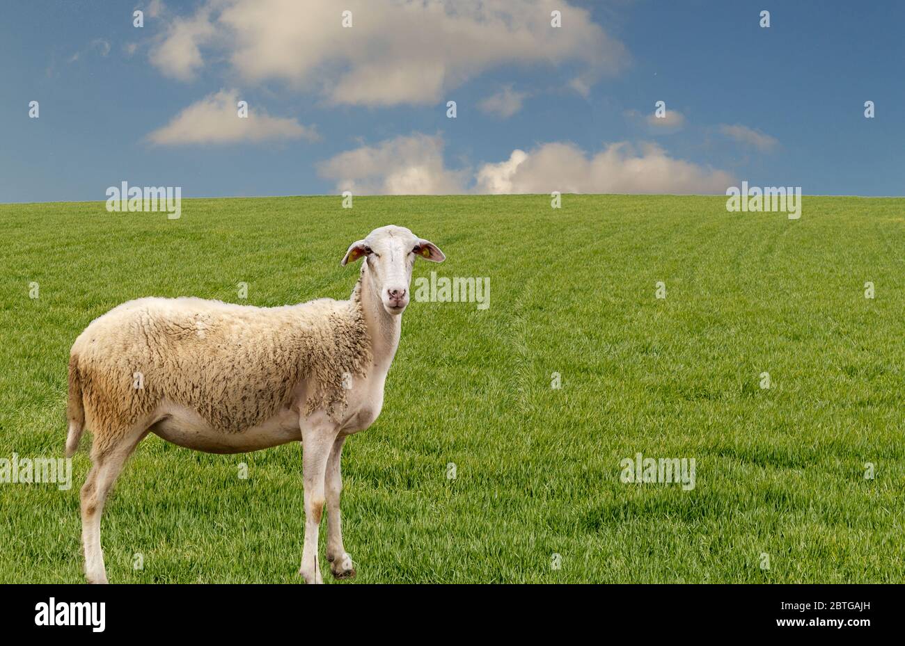 Sheep sacrifice -Fotos und -Bildmaterial in hoher Auflösung – Alamy