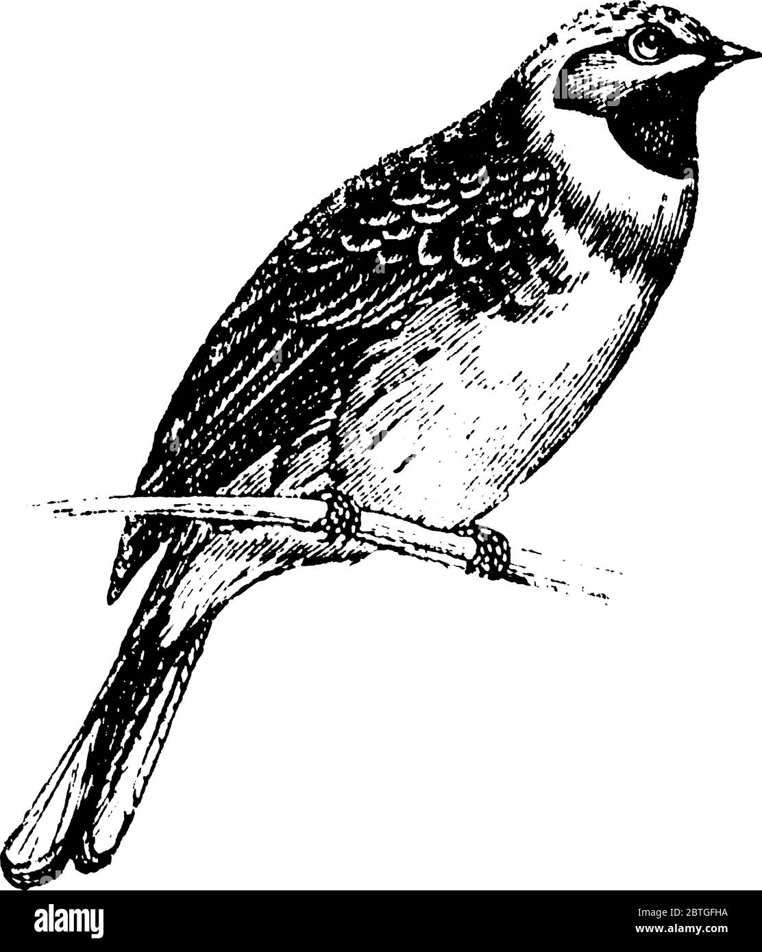 Vogelnest auf dem boden Stock-Vektorgrafiken kaufen - Alamy