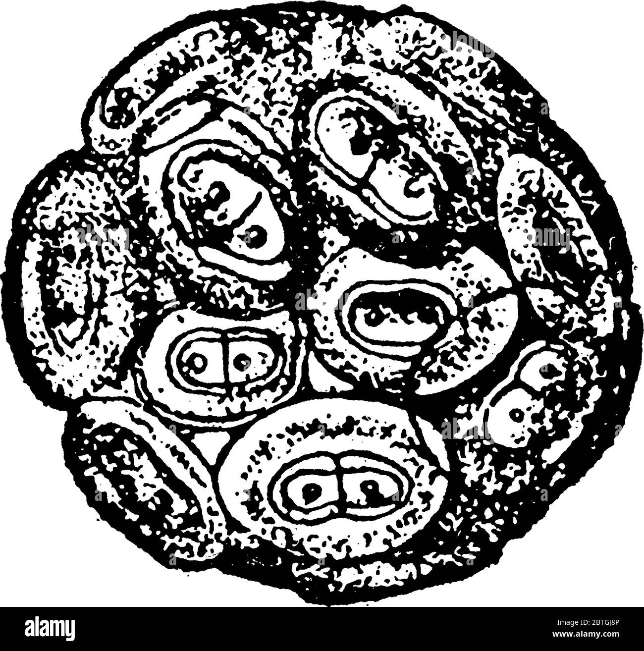 Ein Coccolithophora sind ein Zellpflanzenorganismen, die in der oberen ...