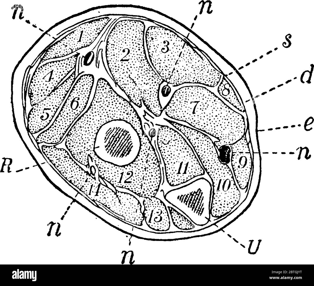 Radius und ulna -Fotos und -Bildmaterial in hoher Auflösung – Alamy