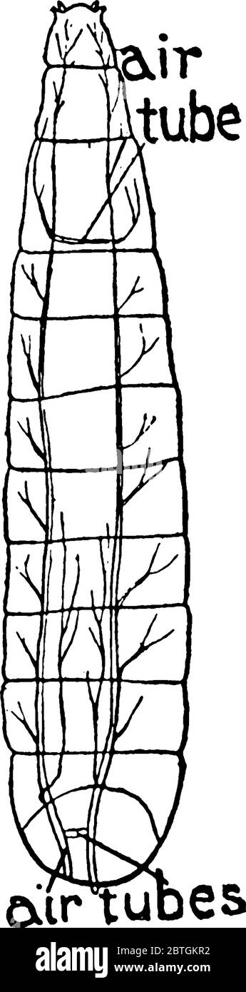 Die Pferdefliege ist ein Mitglied der Gattung Tabanus, mit schwachen ...