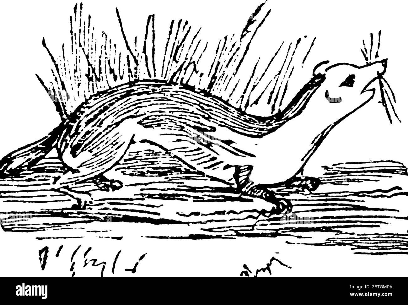 Unterfamilie mustelidae -Fotos und -Bildmaterial in hoher Auflösung – Alamy