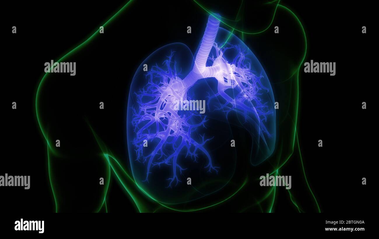 Menschliche Atmungssystem Lungen Anatomie Stockfotografie - Alamy