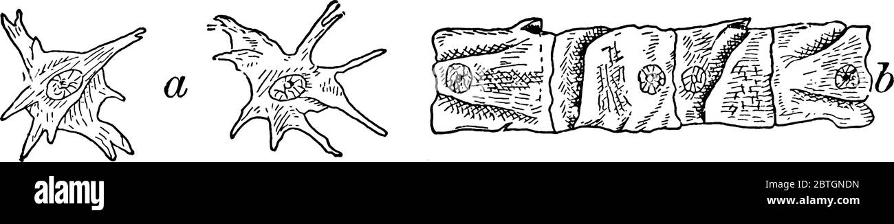 Gewebe der sehne -Fotos und -Bildmaterial in hoher Auflösung – Alamy