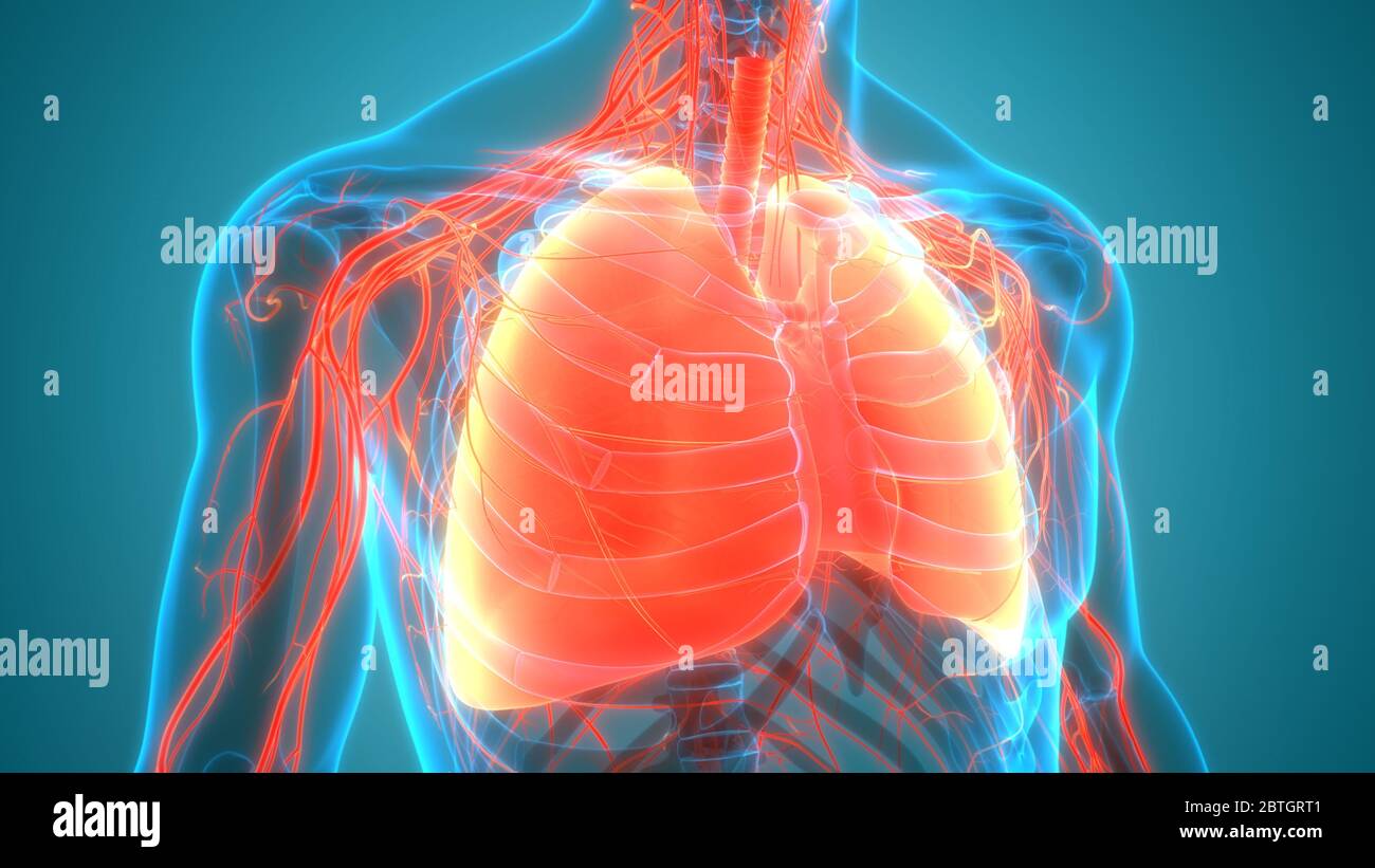 Menschliche Atmungssystem Lungen Anatomie Stockfotografie - Alamy