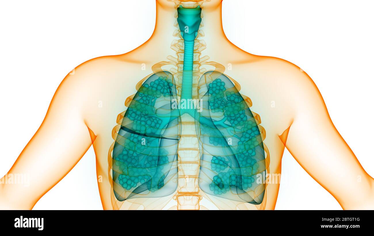 Human Respiratory System Lungen mit Alveoli Anatomie Stockfotografie ...