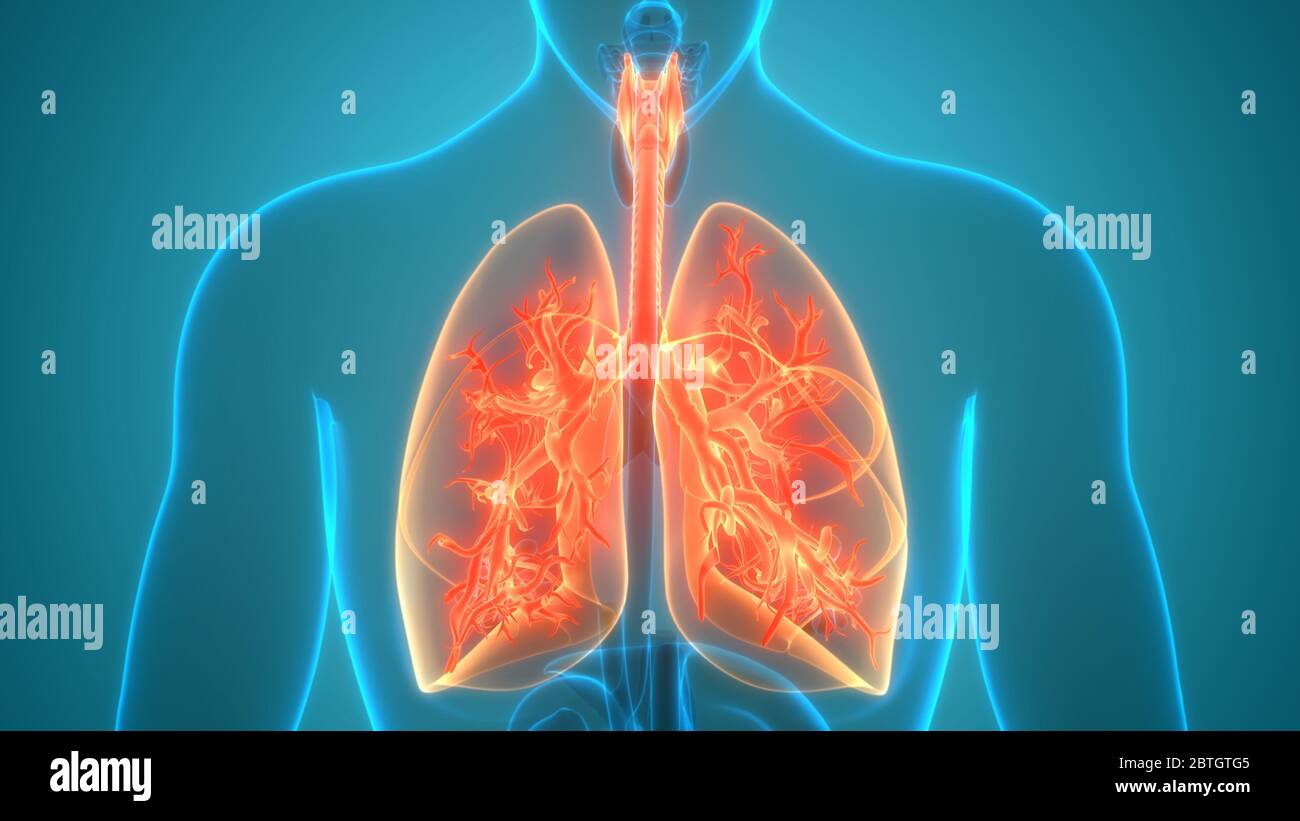 Menschliche Atmungssystem Lungen Anatomie Stockfotografie - Alamy
