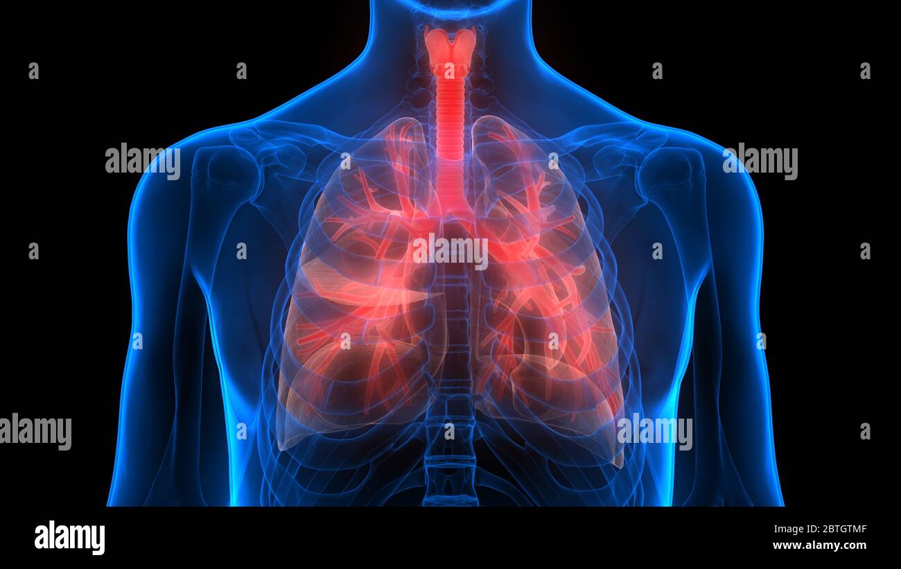 Diagramm Des Menschlichen Atmungssystems Mit Beschriftung Anatomie Der