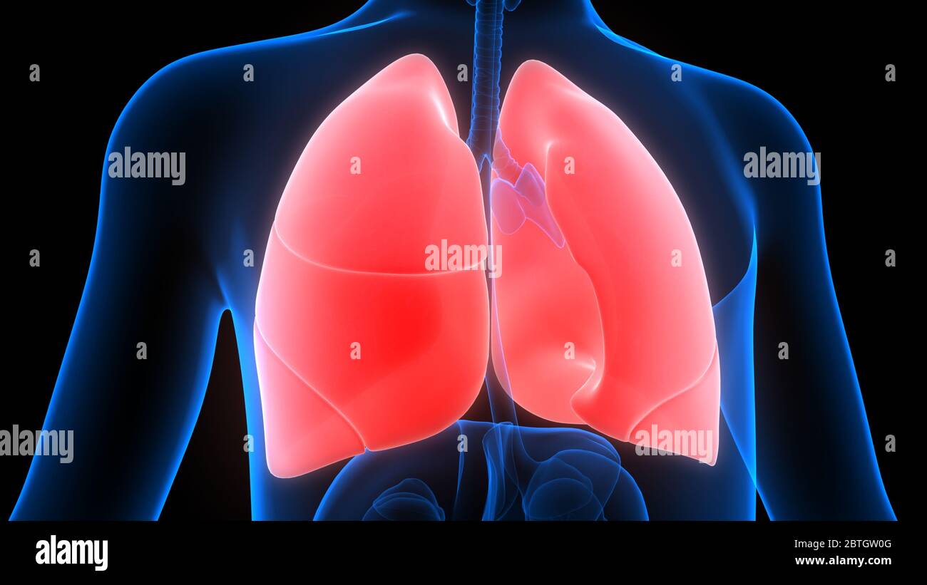 Menschliche Atmungssystem Lungen Anatomie Stockfotografie - Alamy