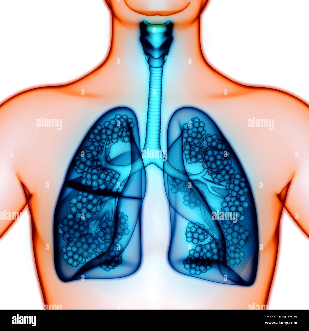 Human Respiratory System Lungen mit Alveoli Anatomie Stockfotografie ...