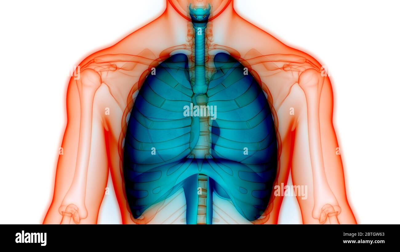Menschliche Atmungssystem Lungen Anatomie Stockfotografie - Alamy