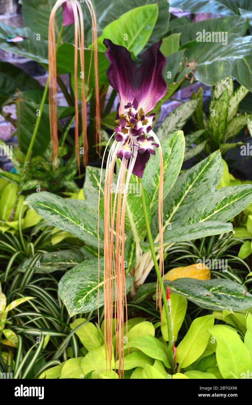 Tropical island berlin -Fotos und -Bildmaterial in hoher Auflösung – Alamy