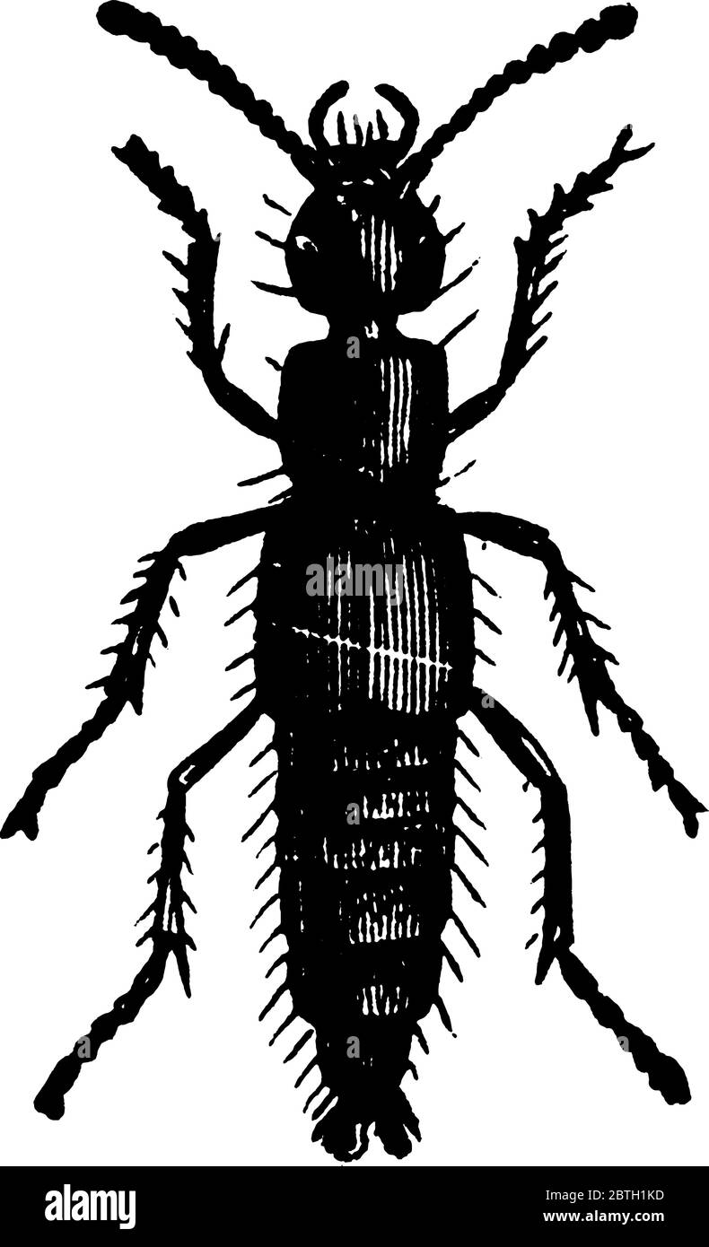 Aas Käfer ernährt sich meist von Leichen von toten und verfallenden ...