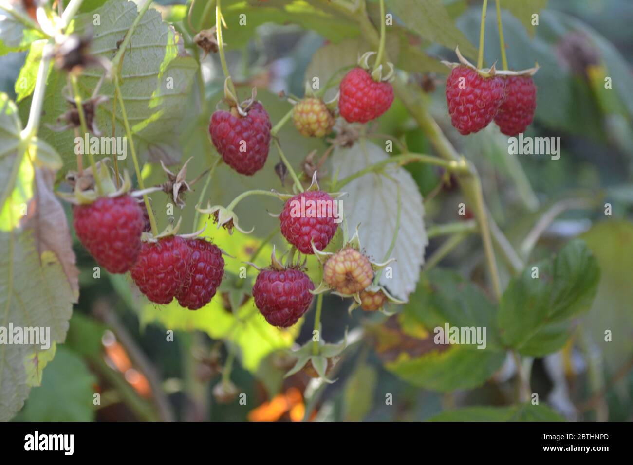 Lecker und gesund. Rote Beeren. Himbeere gewöhnlich. Gartenarbeit. Haus ...