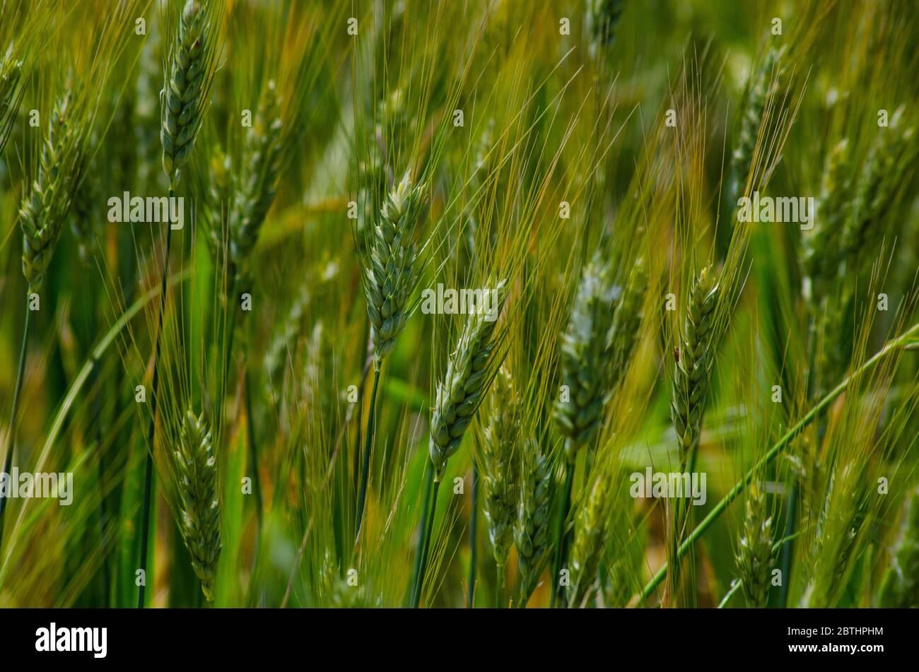 Landwirtschaft von gerste -Fotos und -Bildmaterial in hoher Auflösung ...