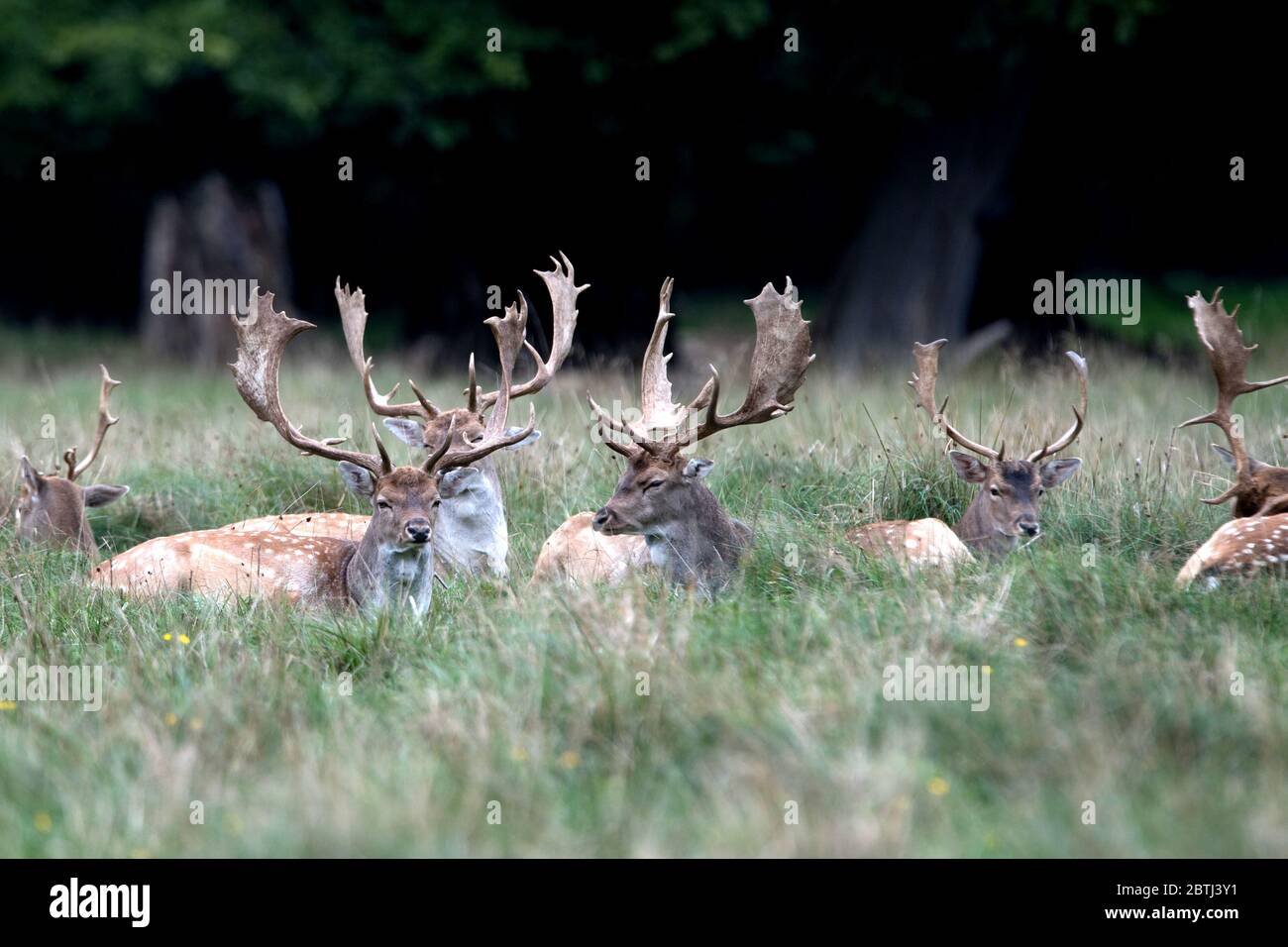 Damwild im herbst -Fotos und -Bildmaterial in hoher Auflösung – Alamy
