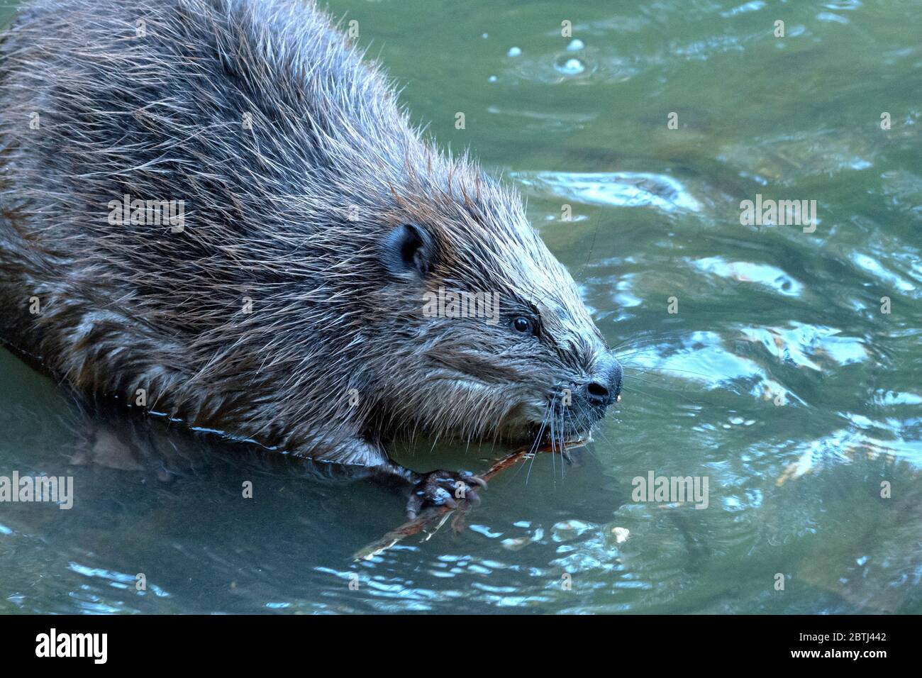 Europaischer biber -Fotos und -Bildmaterial in hoher Auflösung – Alamy