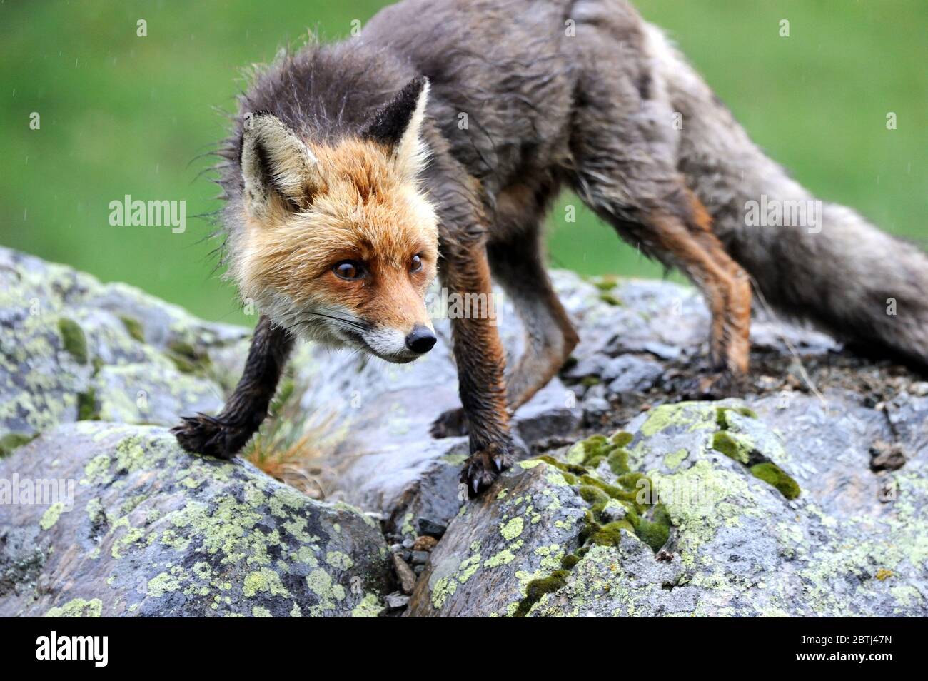 Europaischer fuchs -Fotos und -Bildmaterial in hoher Auflösung – Alamy