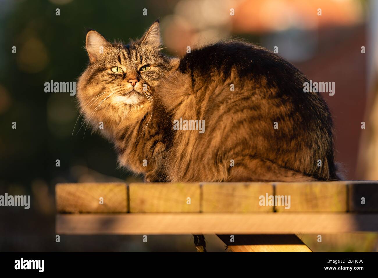 Gestreifte, tabby Katze auf dem Gartenpodium in der späten Sonne V Mai ...