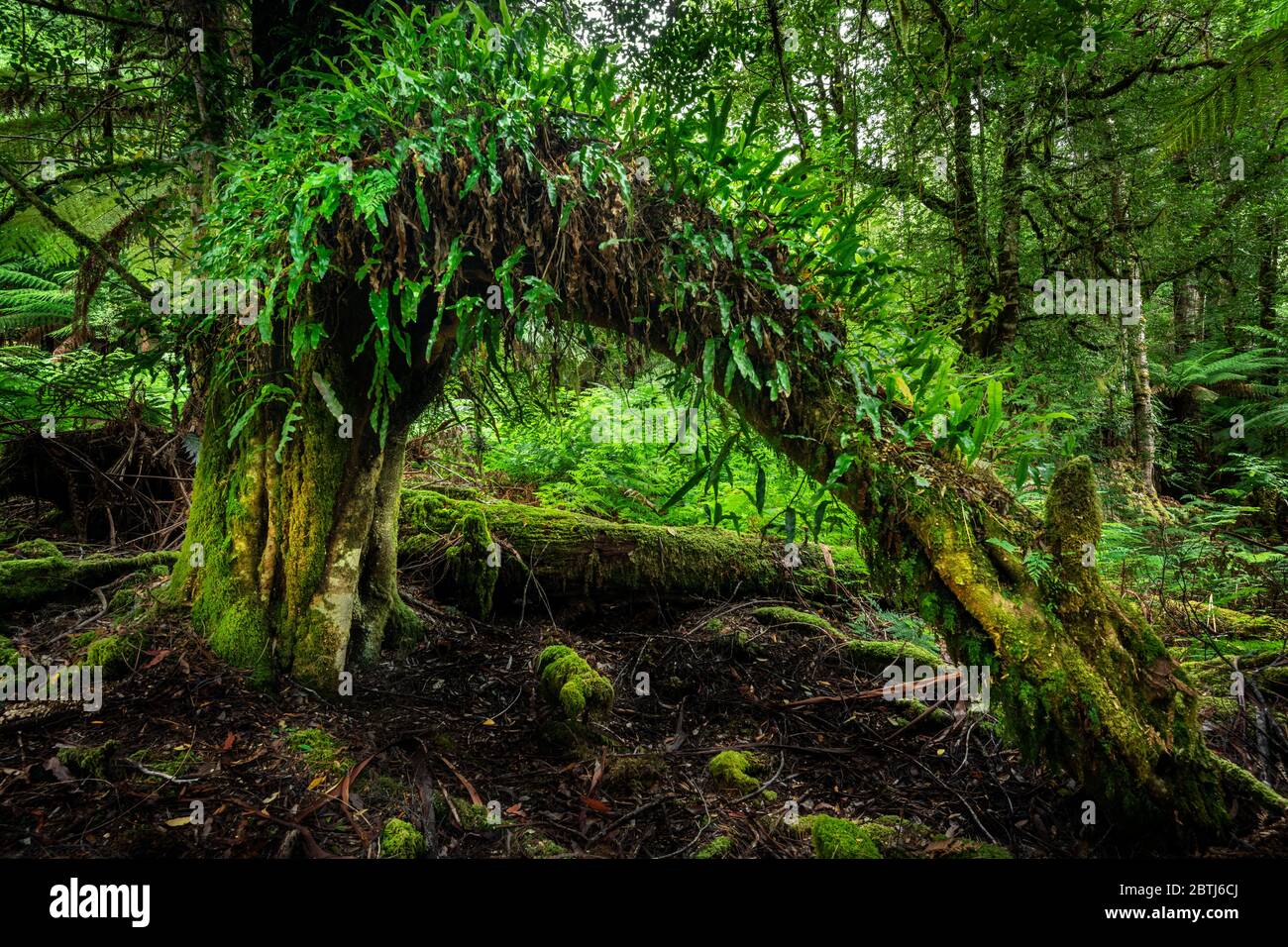 Styx tasmania -Fotos und -Bildmaterial in hoher Auflösung – Alamy
