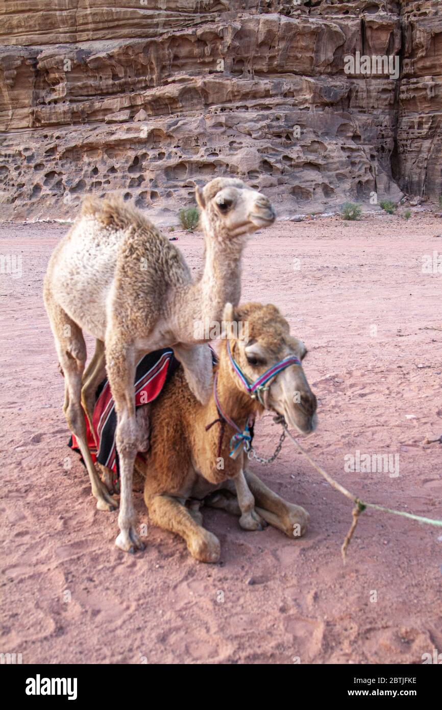 Baby kamel -Fotos und -Bildmaterial in hoher Auflösung – Alamy