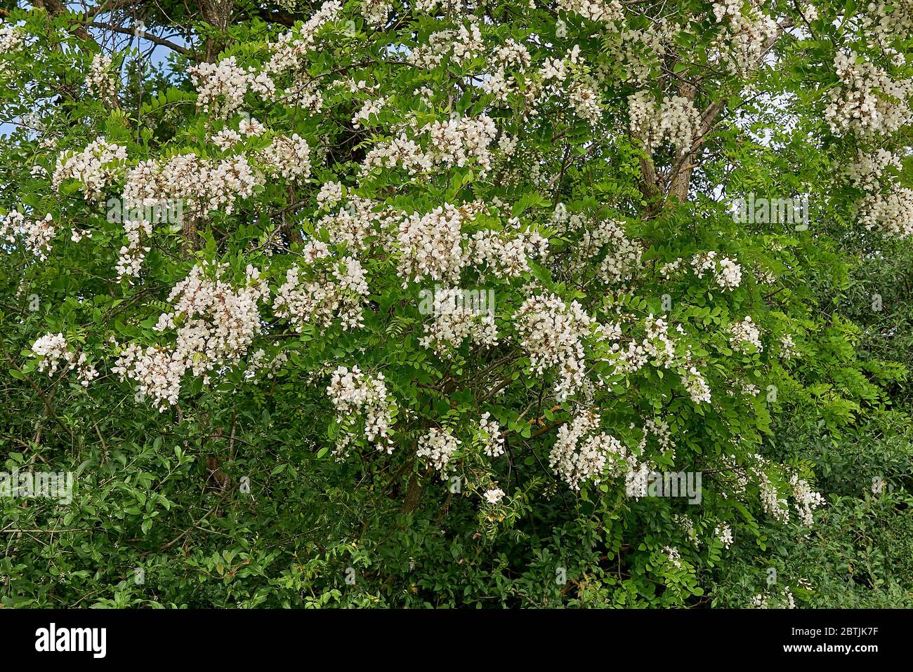 Robinie pseudoacacia baum -Fotos und -Bildmaterial in hoher Auflösung ...