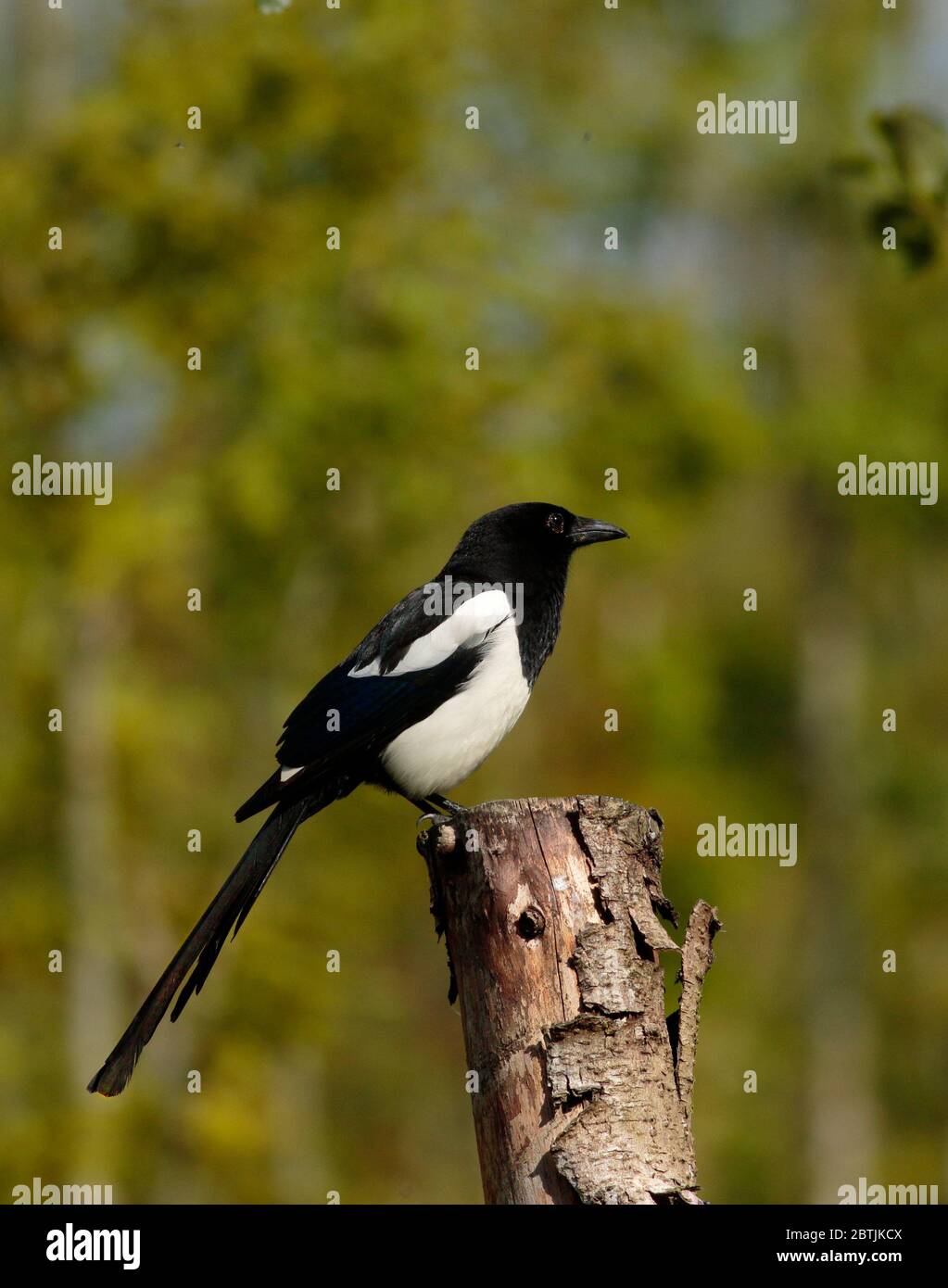 Fliegende Elstern Stockfotos und -bilder Kaufen - Alamy